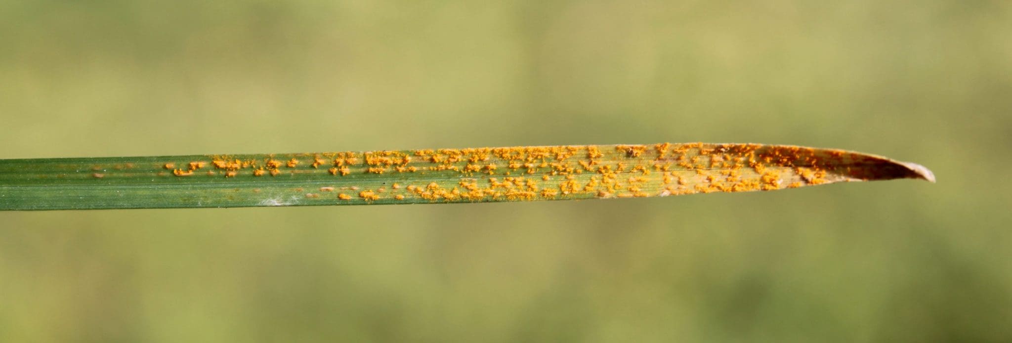 Technically Speaking: Common Lawn Diseases to Watch For - The Edge from ...