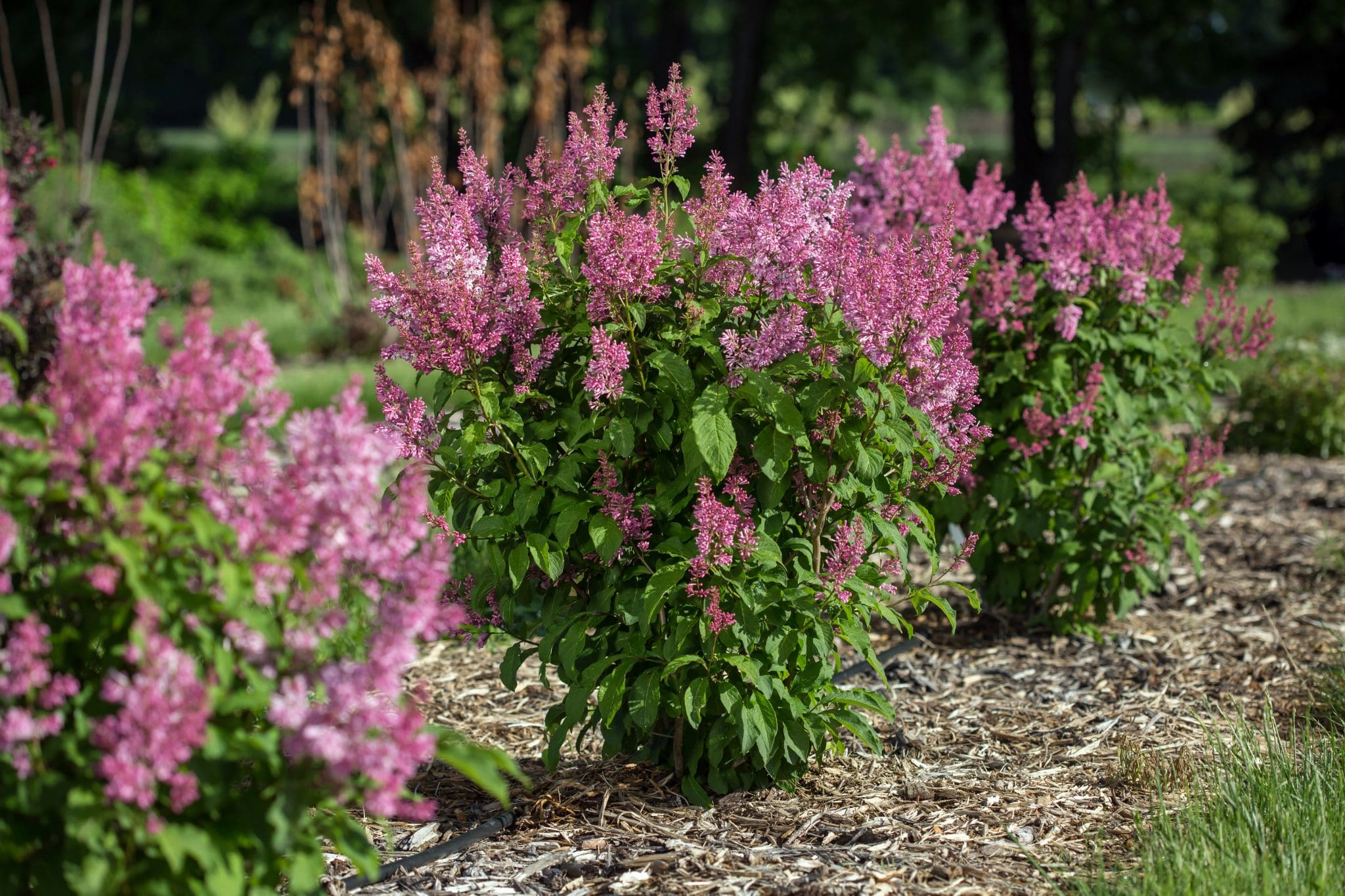 What’s New? Plant Material to Try in 2022 - The Edge from the National ...