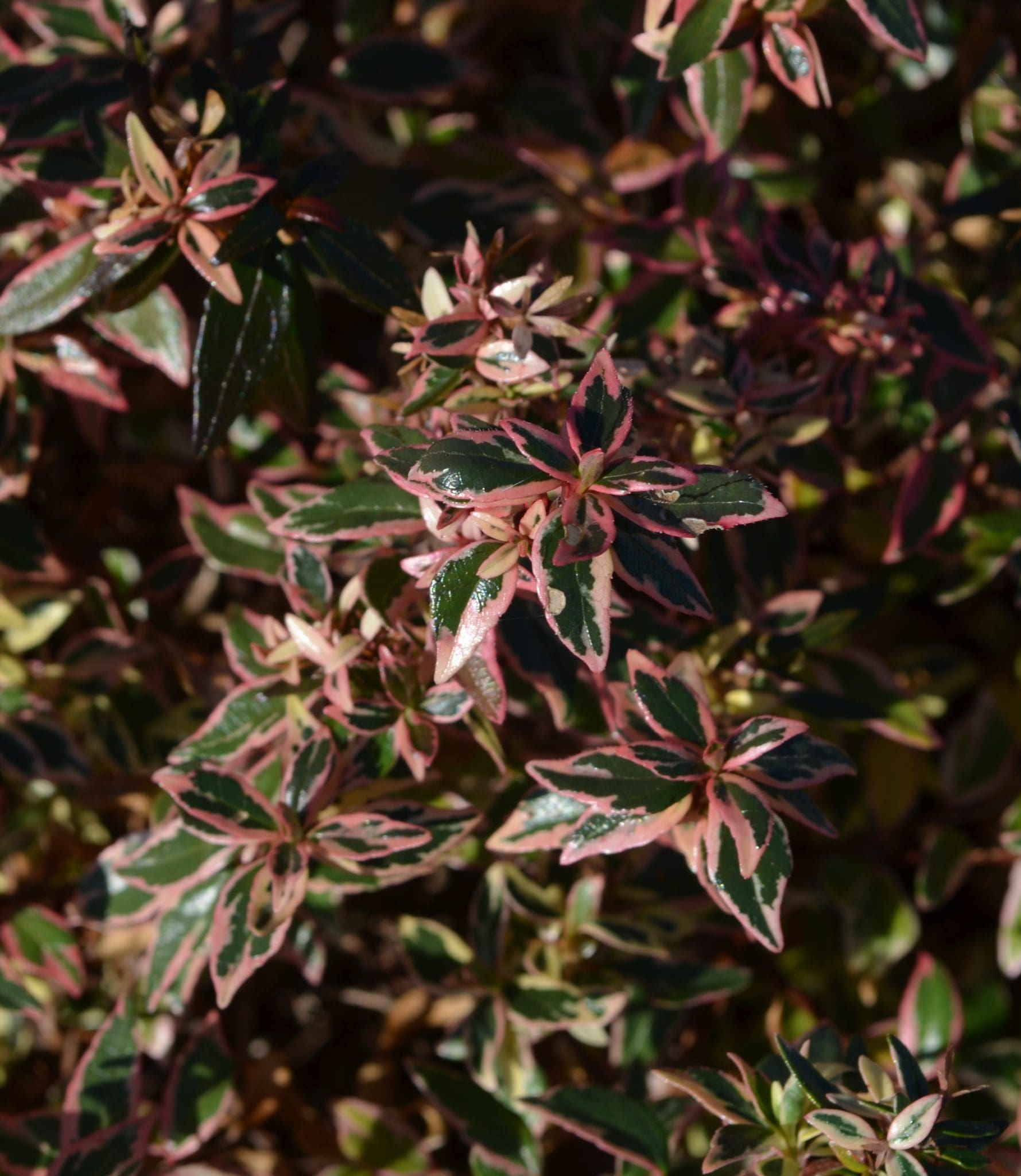 What’s New? Plant Material to Try in 2022 - The Edge from the National ...