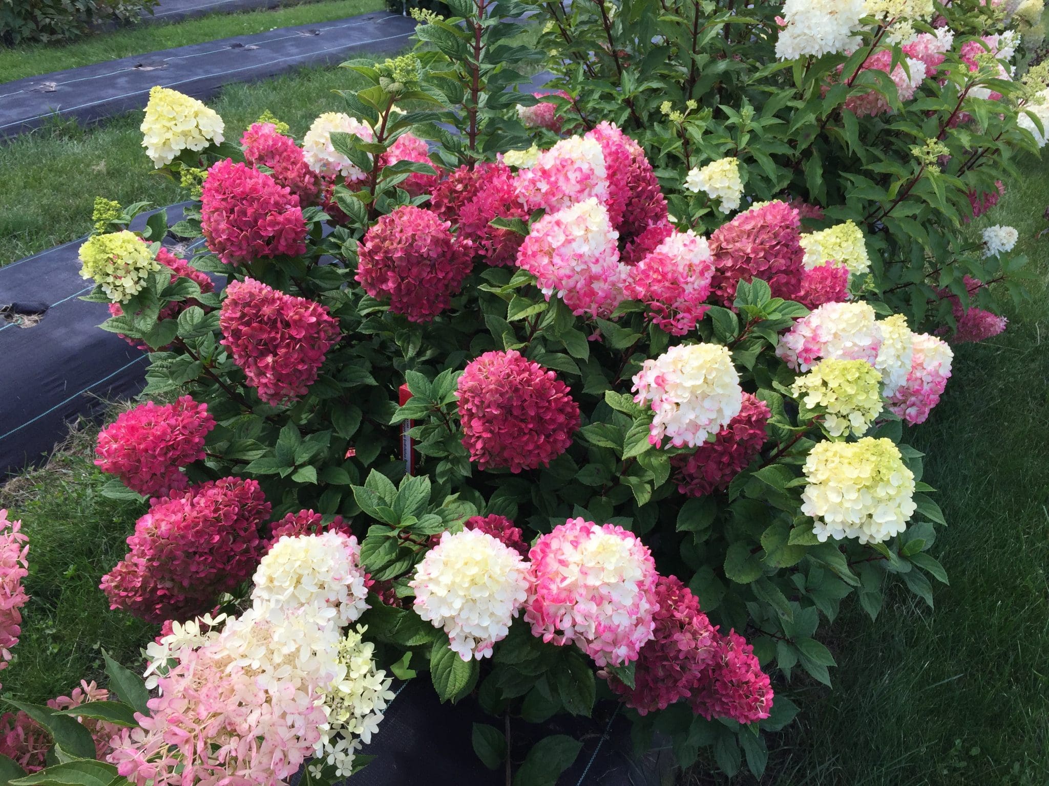 What’s New? Plant Material to Try in 2022 - The Edge from the National ...
