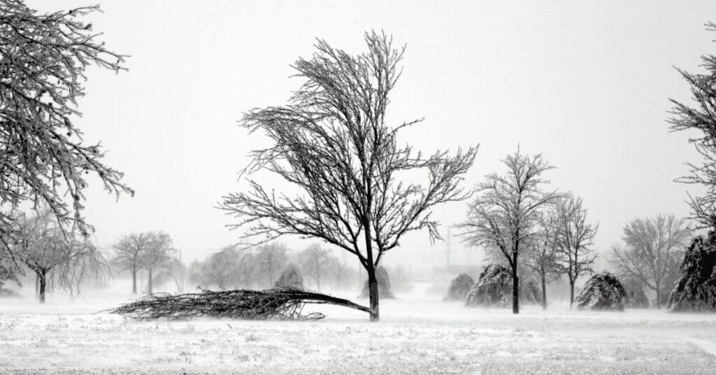 Tree Care: Dealing with Winter Damage - The Edge from the National ...