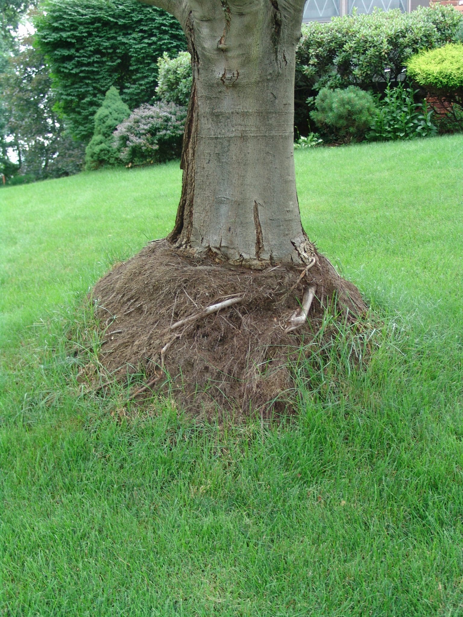 Tree Care: Helping Trees Recover from Mulch Volcanos - The Edge from ...