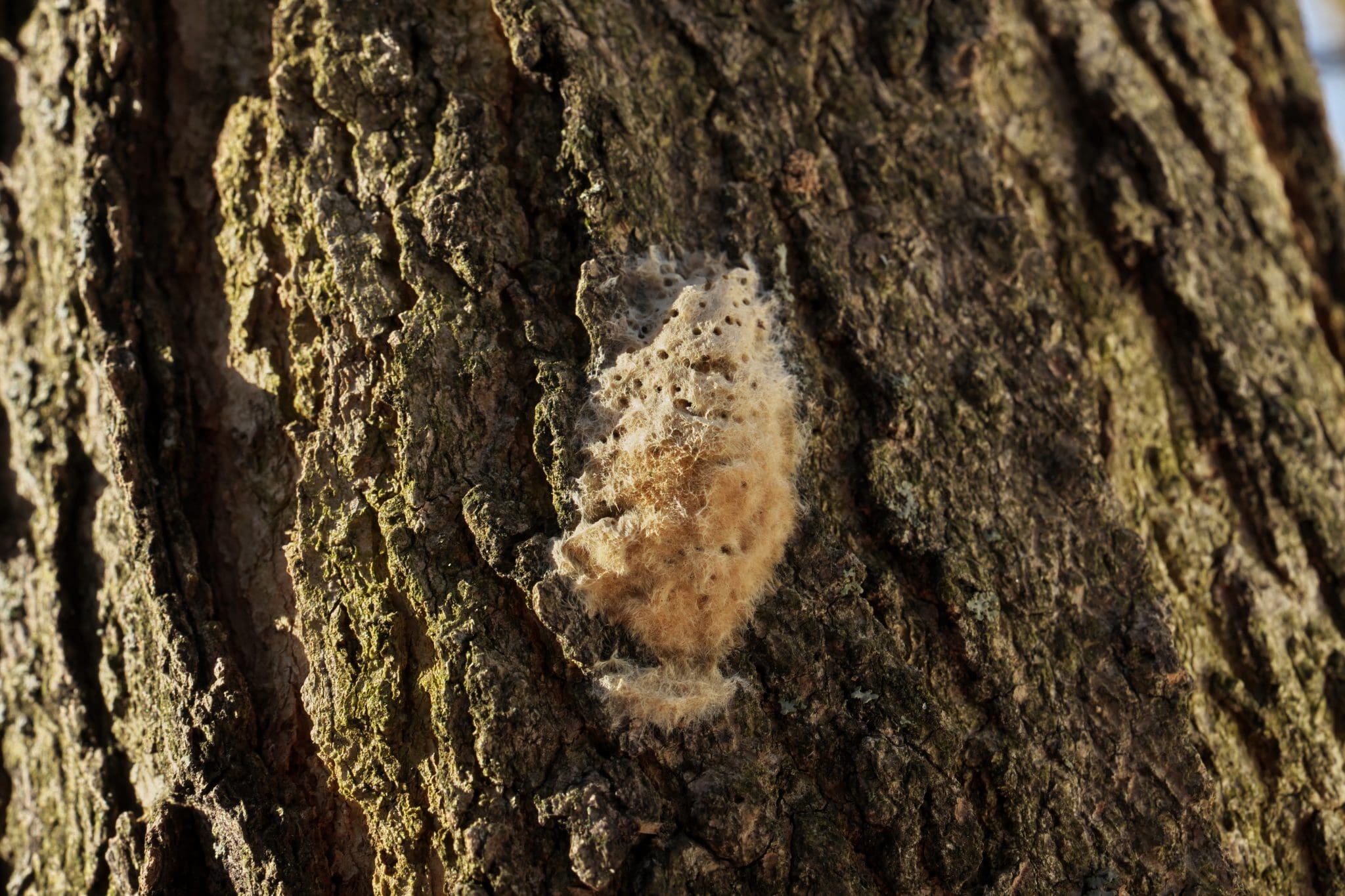 Technically Speaking: Eliminate Overwintering Pests - The Edge from the ...