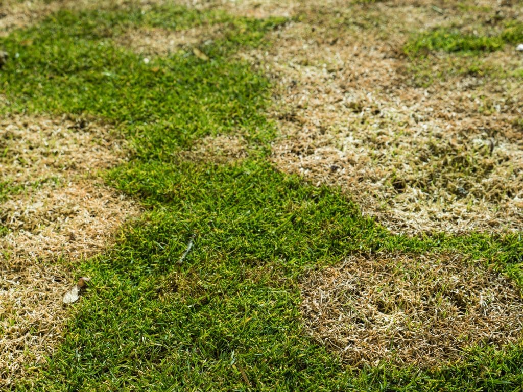 Lawn Care: Solutions for Snow Mold - The Edge from the National ...