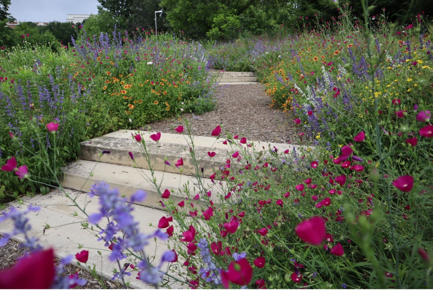 Landscapes of the Month: Creating a Sustainable Native Ecosystem - The ...